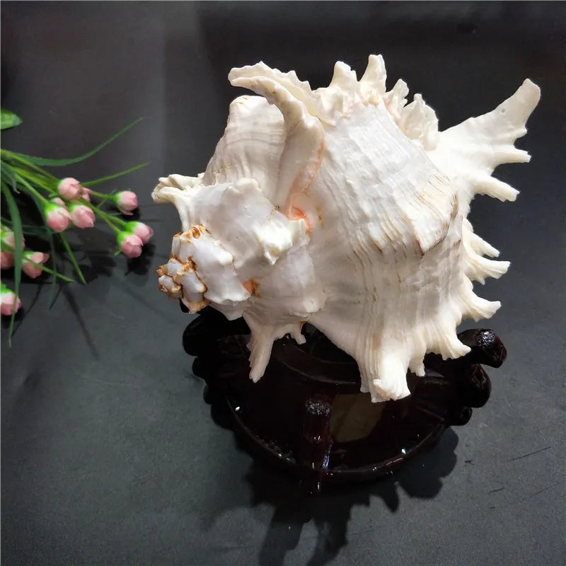 Kirin Natural Conch Shell Decor – Dekorozy