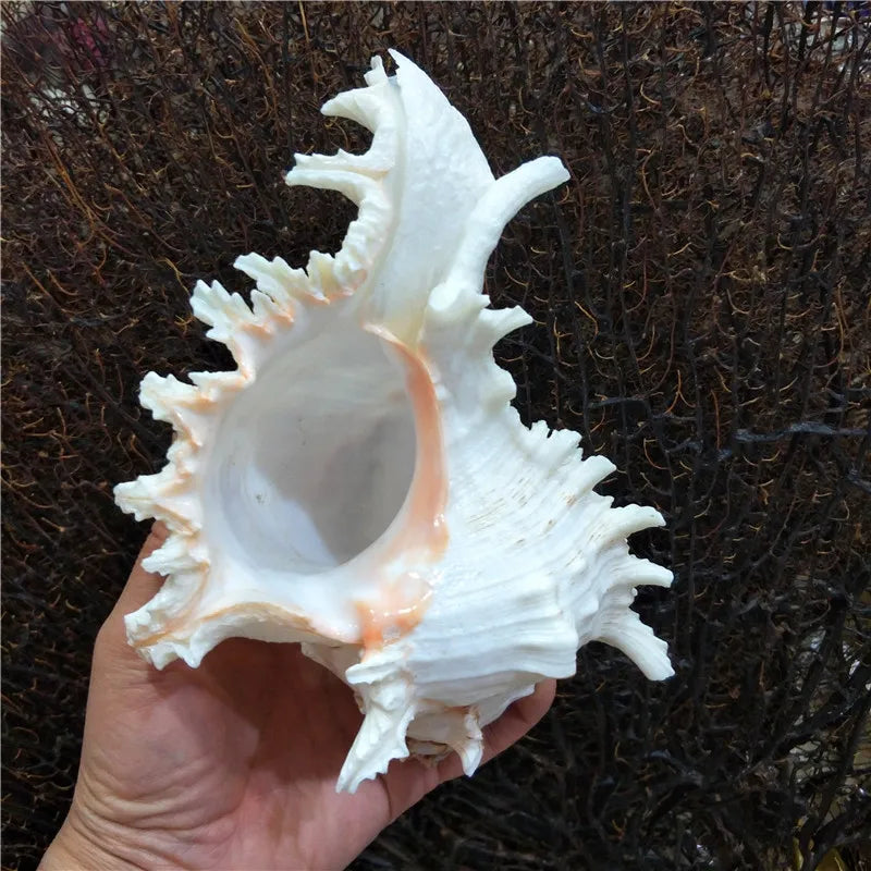Kirin Natural Conch Shell Decor – Dekorozy